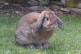 17 Signs of Old Age in Rabbits (And How You Can Help)!