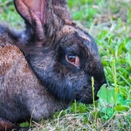 12 Noises Rabbits Make (and What They Mean) — Rabbit Care Tips