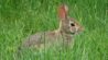 How Do Rabbits Show Fear? — Rabbit Care Tips