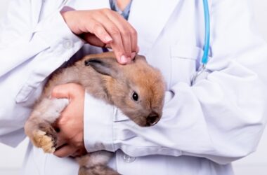Rabbit Care Tips — Keep Your Rabbit Healthy and Safe