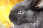 Can a Rabbit Survive a Broken Back? — Rabbit Care Tips
