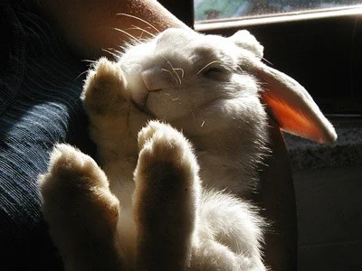 Questions and Answers Archives — Rabbit Care Tips