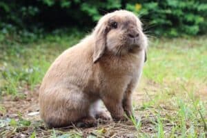 What Does It Mean When Your Pet Rabbit Bites You?