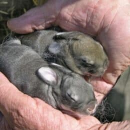 Will A Wild Baby Rabbit Survive in Captivity? — Rabbit Care Tips