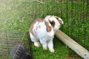 Why Is My Rabbit Chewing Without Food in Its Mouth?