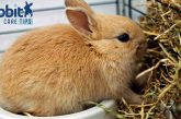 Rabbit Care Tips — Keep Your Rabbit Healthy and Safe