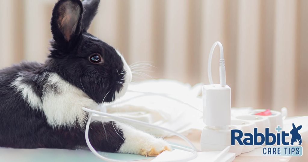 Bunny-Proofing Your House: The Definitive Guide