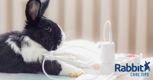 Bunny-Proofing Your House: The Definitive Guide