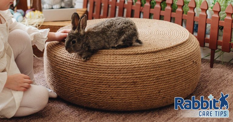 Bunny-Proofing Your House: The Definitive Guide