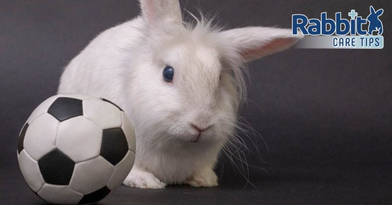 How to Play With Your Pet Rabbit: The Definitive Guide
