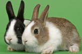 Best & Most Popular Pet Rabbit Breeds — Rabbit Care Tips