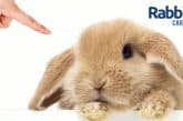 Rabbit Care Tips — Keep Your Rabbit Healthy and Safe