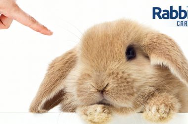 Rabbit Care Tips — Keep Your Rabbit Healthy and Safe
