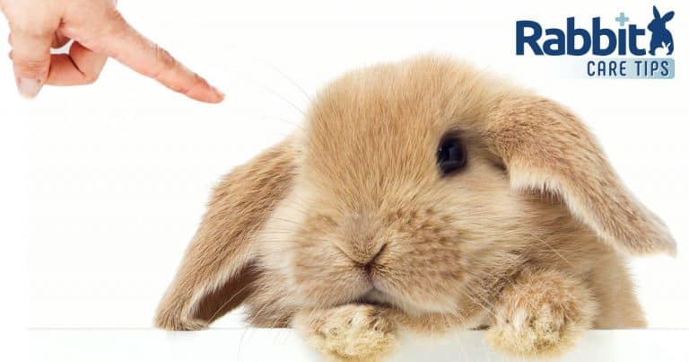 How to Discipline a Rabbit: The Complete Guide