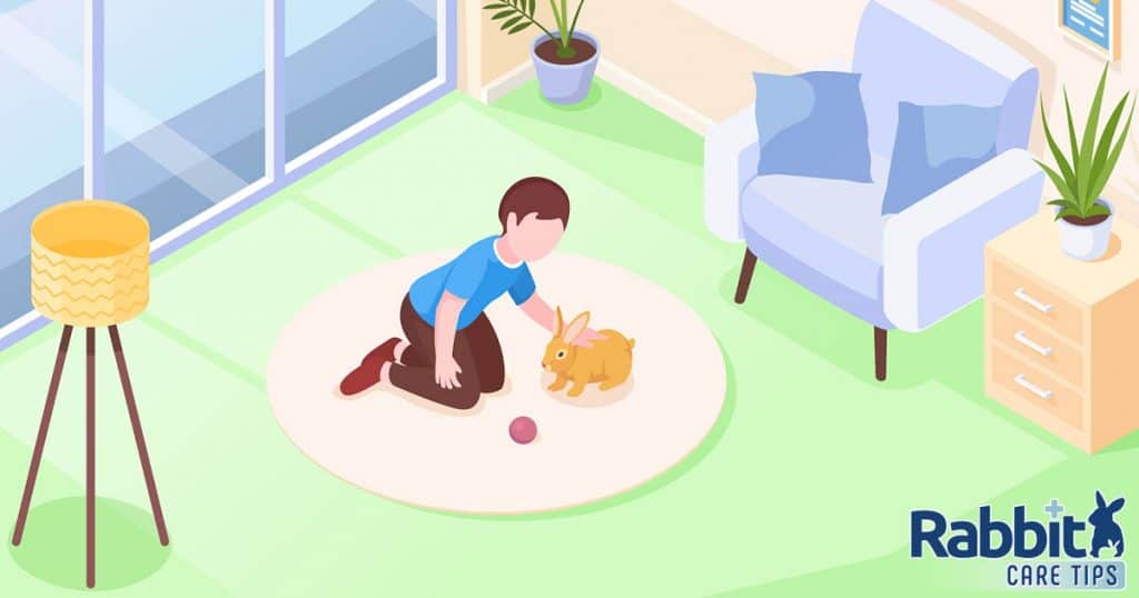 Preparing for Your First House Rabbit — Rabbit Care Tips