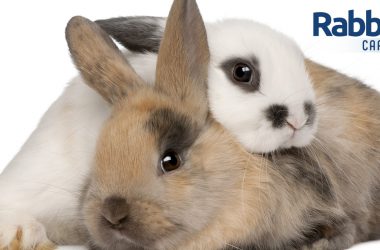 Rabbit Care Tips — Keep Your Rabbit Healthy and Safe