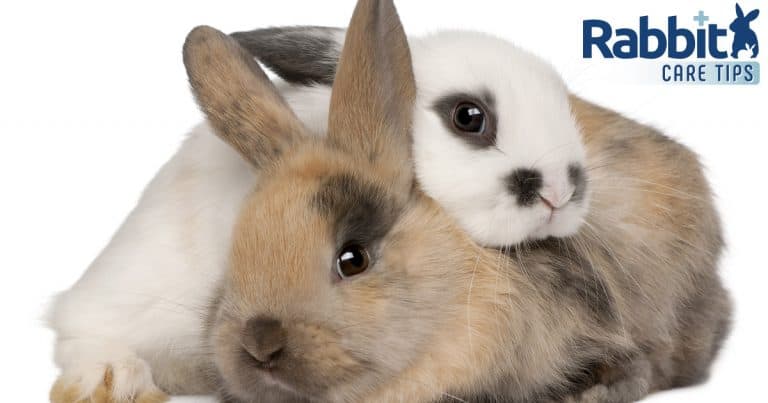 Male Or a Female Rabbit - Which One Should I Choose