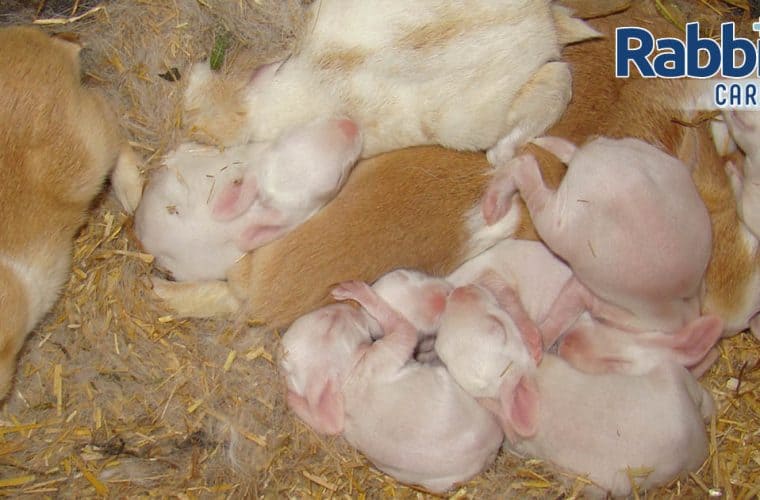 Rabbit Care Tips — Keep Your Rabbit Healthy and Safe