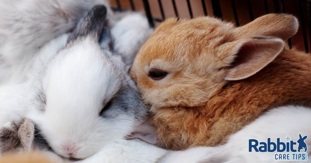 Care Guides Archives — Rabbit Care Tips