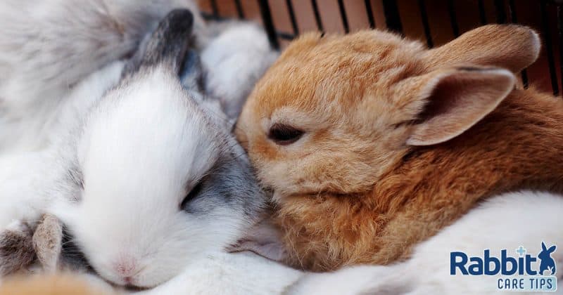 Getting a Pet Rabbit: What to Expect — Rabbit Care Tips