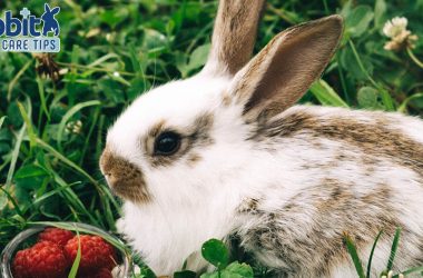 Rabbit Care Tips — Keep Your Rabbit Healthy and Safe