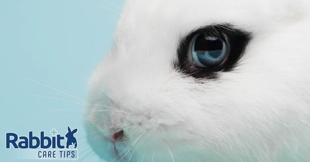 How Well Do Rabbits See? — Rabbit Care Tips