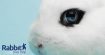 How Well Do Rabbits See? — Rabbit Care Tips