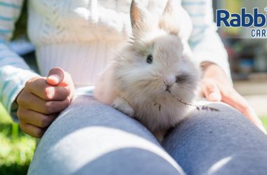 Rabbit Care Tips — Keep Your Rabbit Healthy and Safe