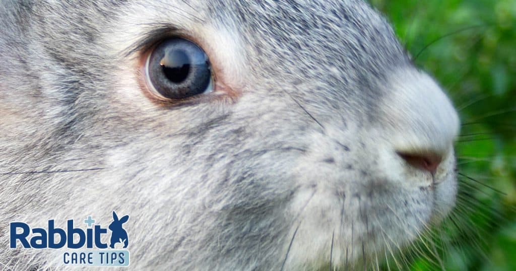 Wet Nose on a Rabbit: All You Need to Know — Rabbit Care Tips