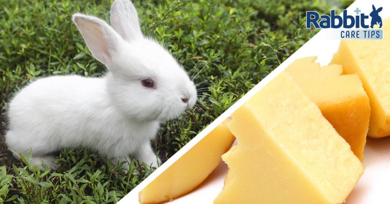 Diet and Hydration Archives — Rabbit Care Tips