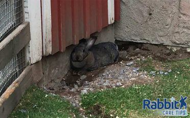 About Us — Rabbit Care Tips