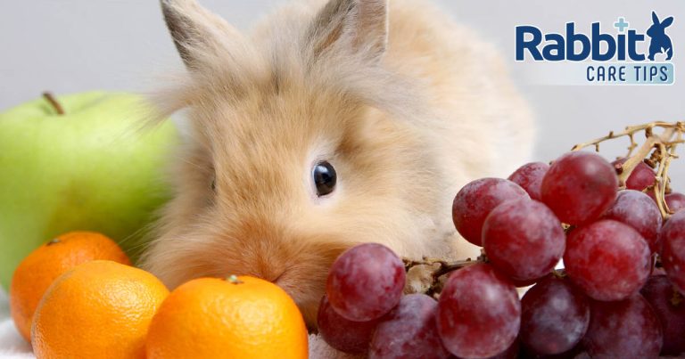 What Fruit Can Rabbits Eat? The Definitive Guide