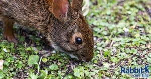 What Do Wild Rabbits Eat? — Rabbit Care Tips