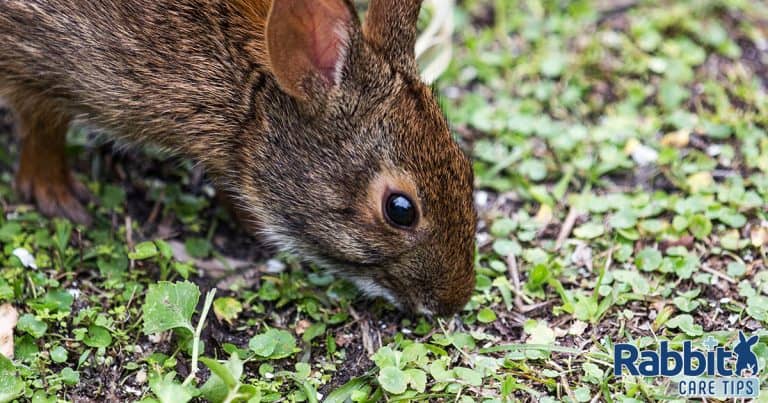 What Do Wild Rabbits Eat? — Rabbit Care Tips