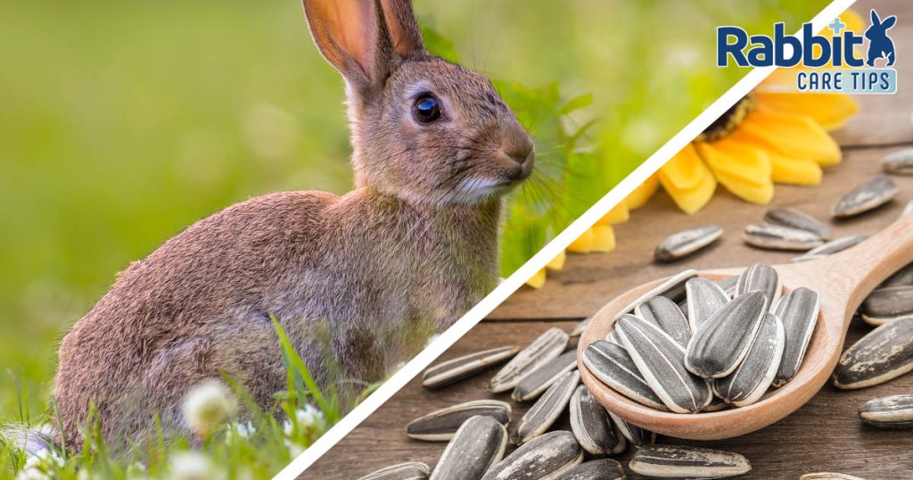 Diet and Hydration Archives — Rabbit Care Tips