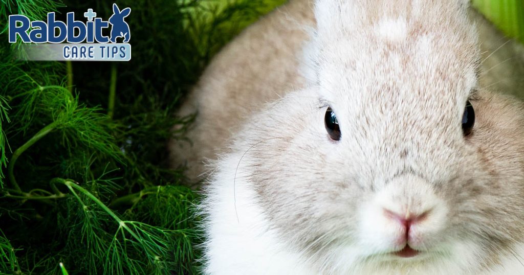 Rabbit Care Tips - Keep Your Rabbit Healthy and Safe