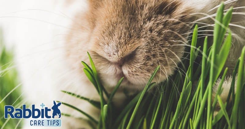 Wet Nose on a Rabbit: All You Need to Know — Rabbit Care Tips