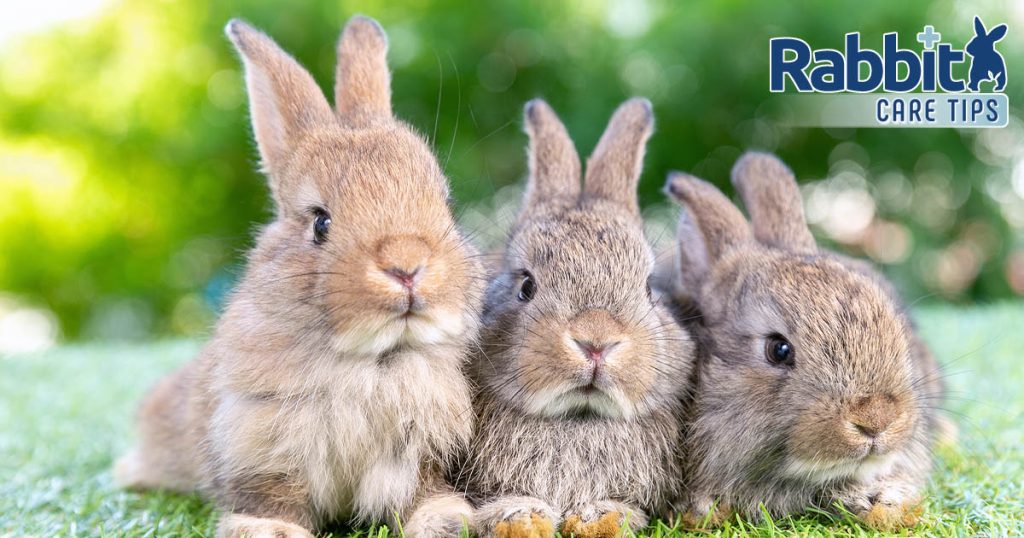 How to Tell the Age of a Wild Rabbit — Rabbit Care Tips
