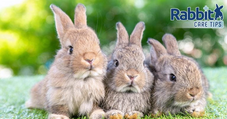 How to Tell the Age of a Wild Rabbit — Rabbit Care Tips