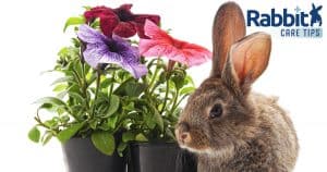 Rabbit Care Tips - Keep Your Rabbit Healthy and Safe