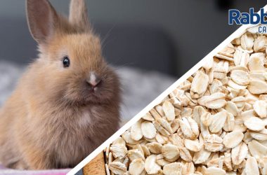 Diet and Hydration Archives — Rabbit Care Tips