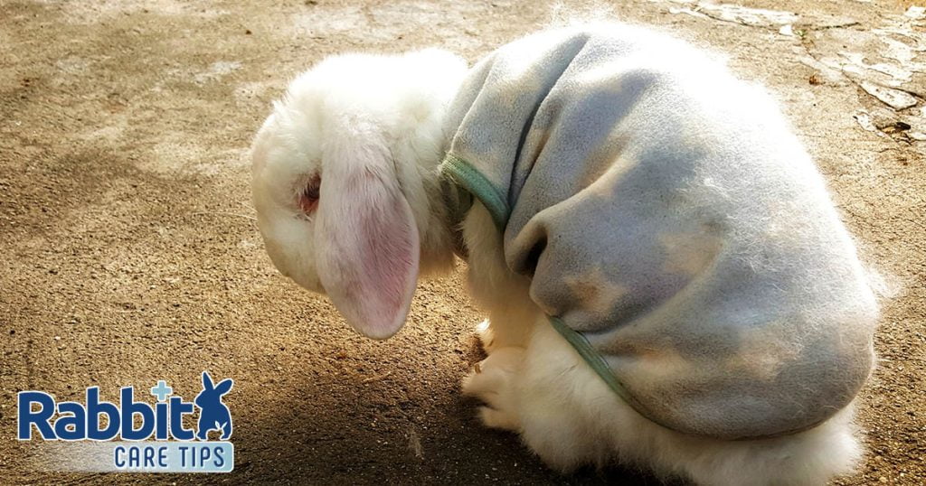 How to Tell the Age of a Wild Rabbit — Rabbit Care Tips