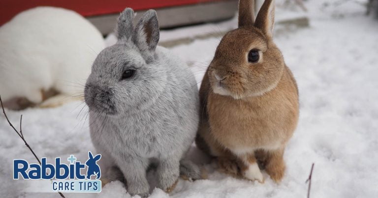 Do Rabbits Get Cold Outside? How Cold is Too Cold?